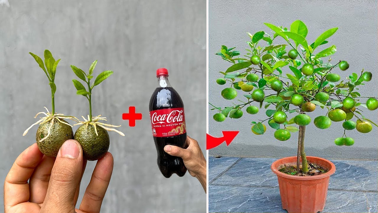 great idea.propagate LEMON using coca~cola fruit,for beginners - YouTube