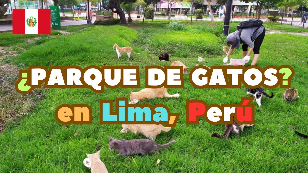 📌😳¿Un Parque de GATOS en Lima, Perú? - YouTube
