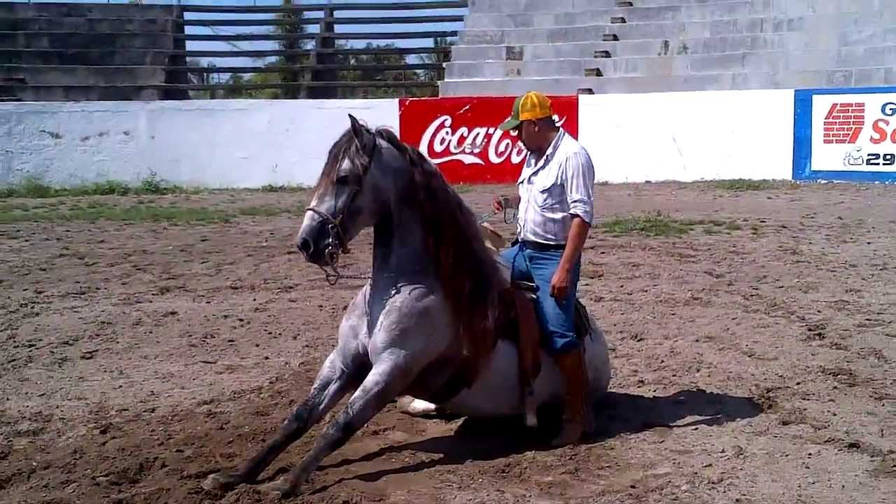 caballo el ranchero en jalisco 2 - YouTube