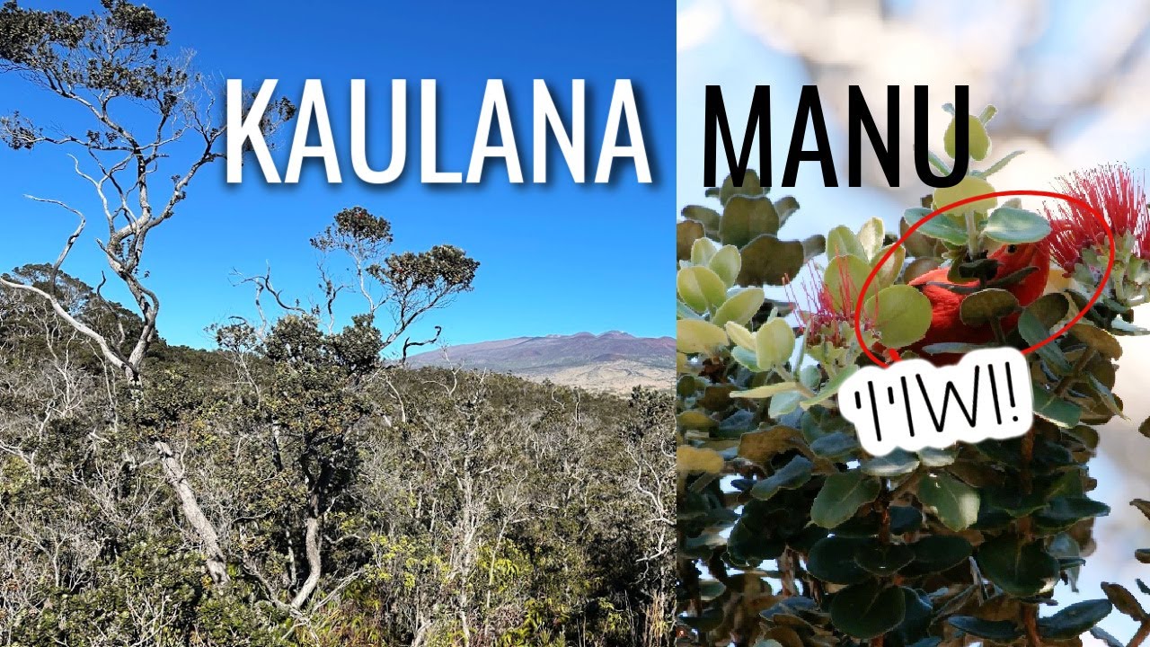 Kaulana Manu Hike - Native bird galore | Big Island Hawaii - YouTube
