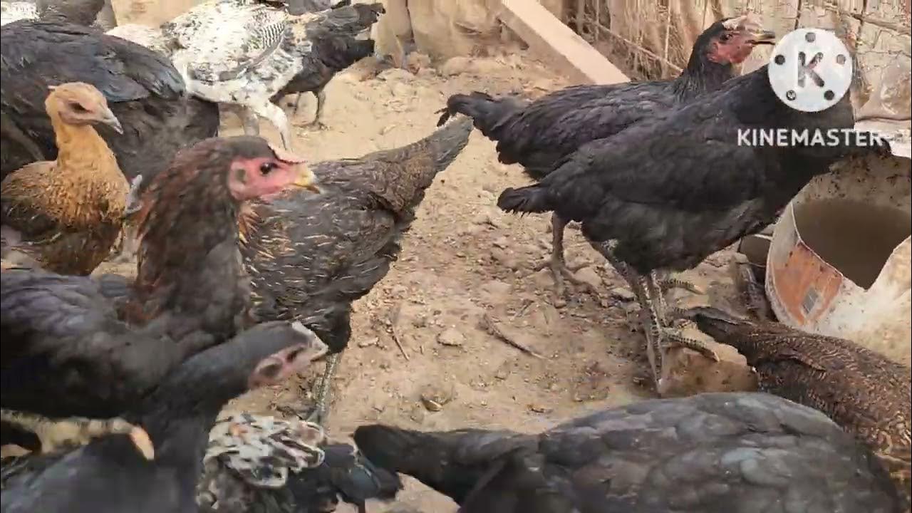 mus saib kuv cov qaib os no tiag tiag li lawm - YouTube