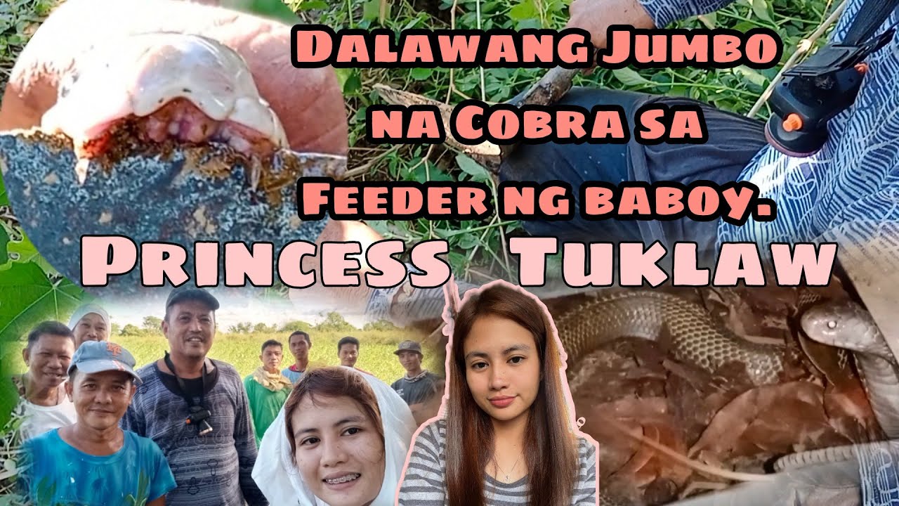 Mga jumbo cobra sa feeder ng baboy huli kay Princess Tuklaw at ROD ...