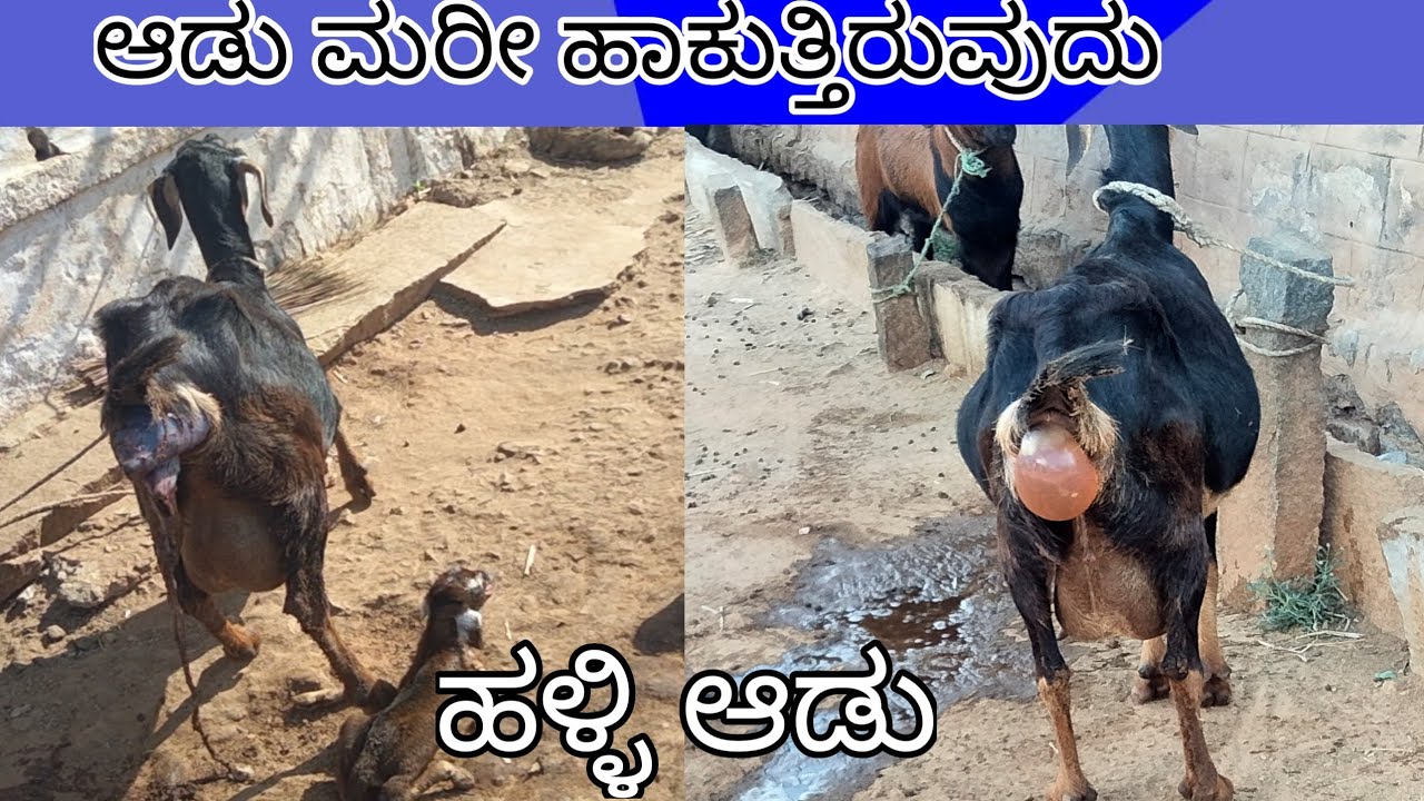goat give birth to baby goat || village goat give birth bueaty full ...