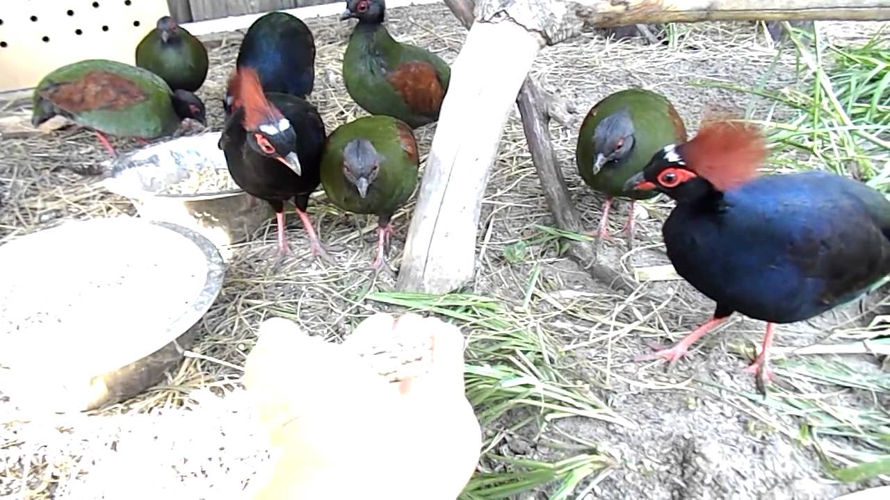 Roul Roul Partridge - YouTube