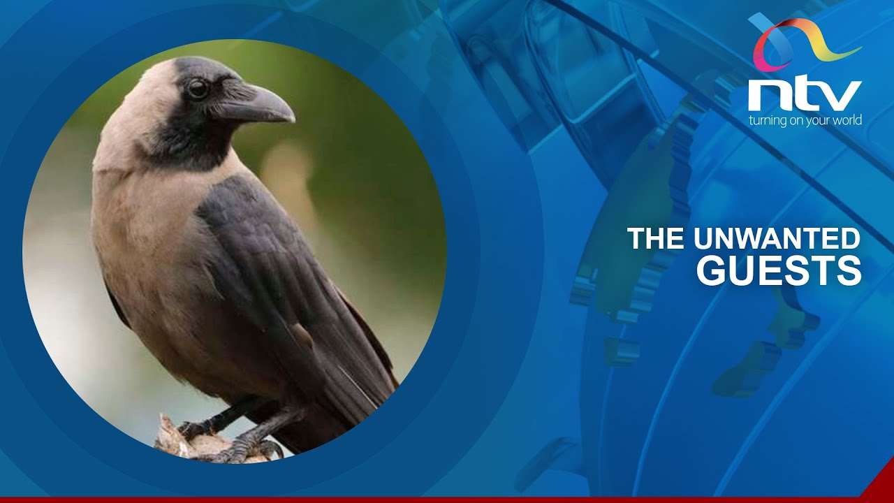 KWS on a mission to eliminate over 1million house crows - YouTube