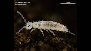 Tiny White Bugs in Potting Soil? Meet Springtails & Why They're Actually Good!