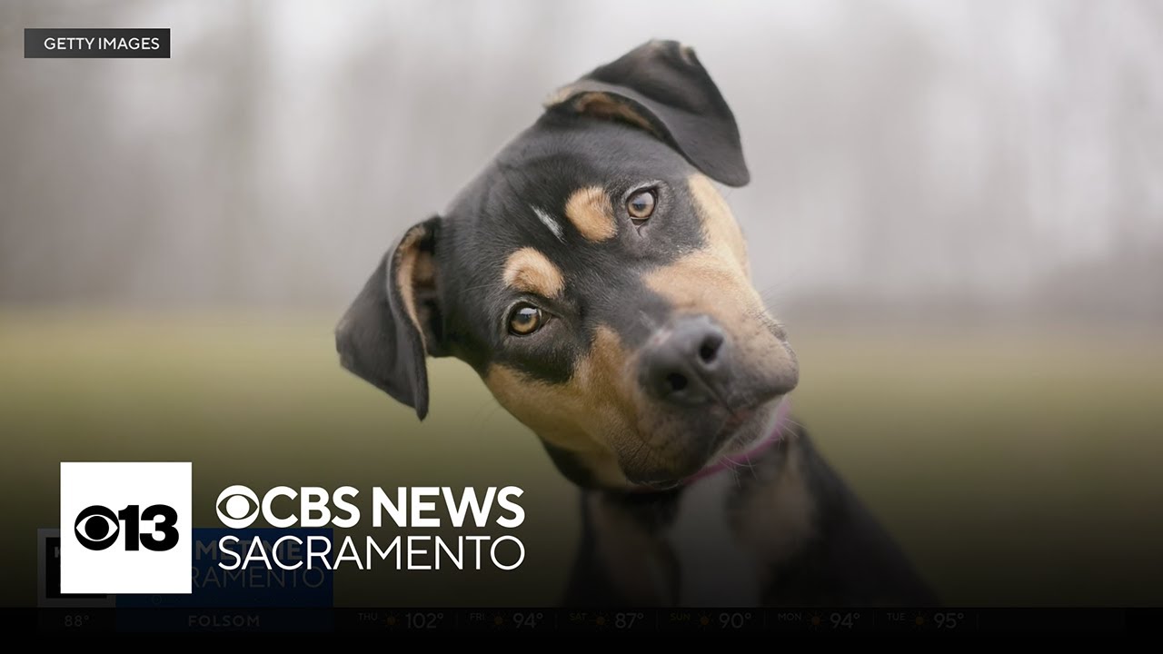 Can dogs really smell fear and stress in humans? | The Answer - YouTube