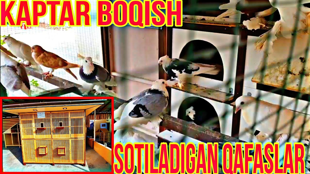 UYDEGI KABUTARLAR BOQISH KIMGA SOTILADIGAN QAFASLAR KERAK SIZ ISTAGAN ...