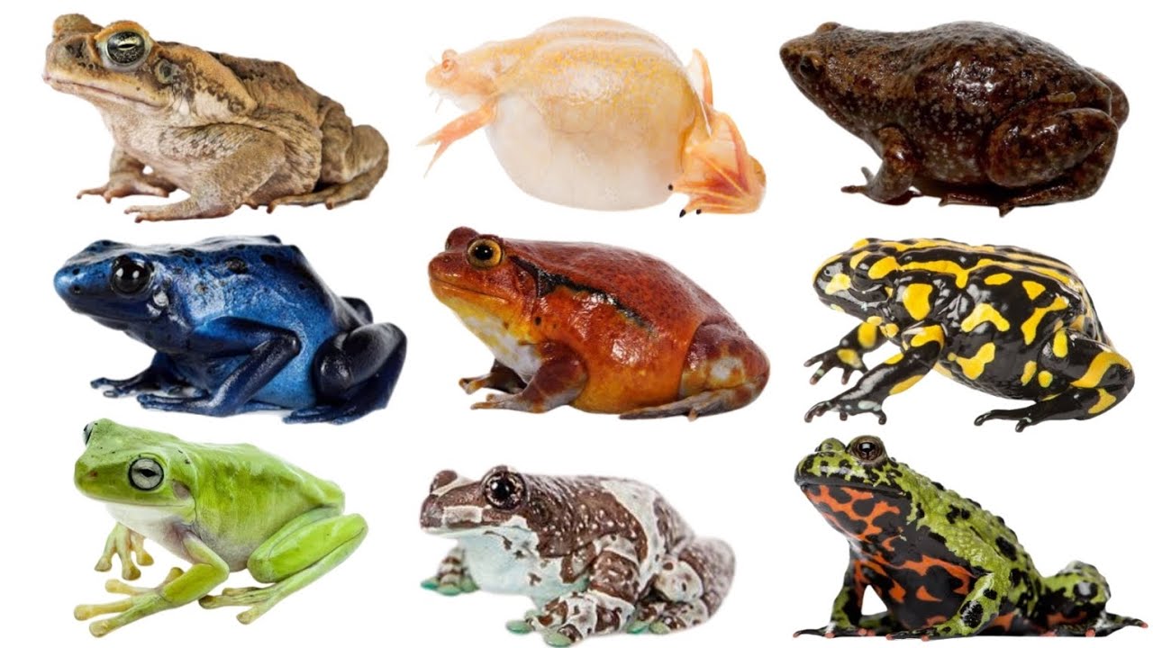 FROG | Type of frog | Learning name and picture of frogs species | Kids ...