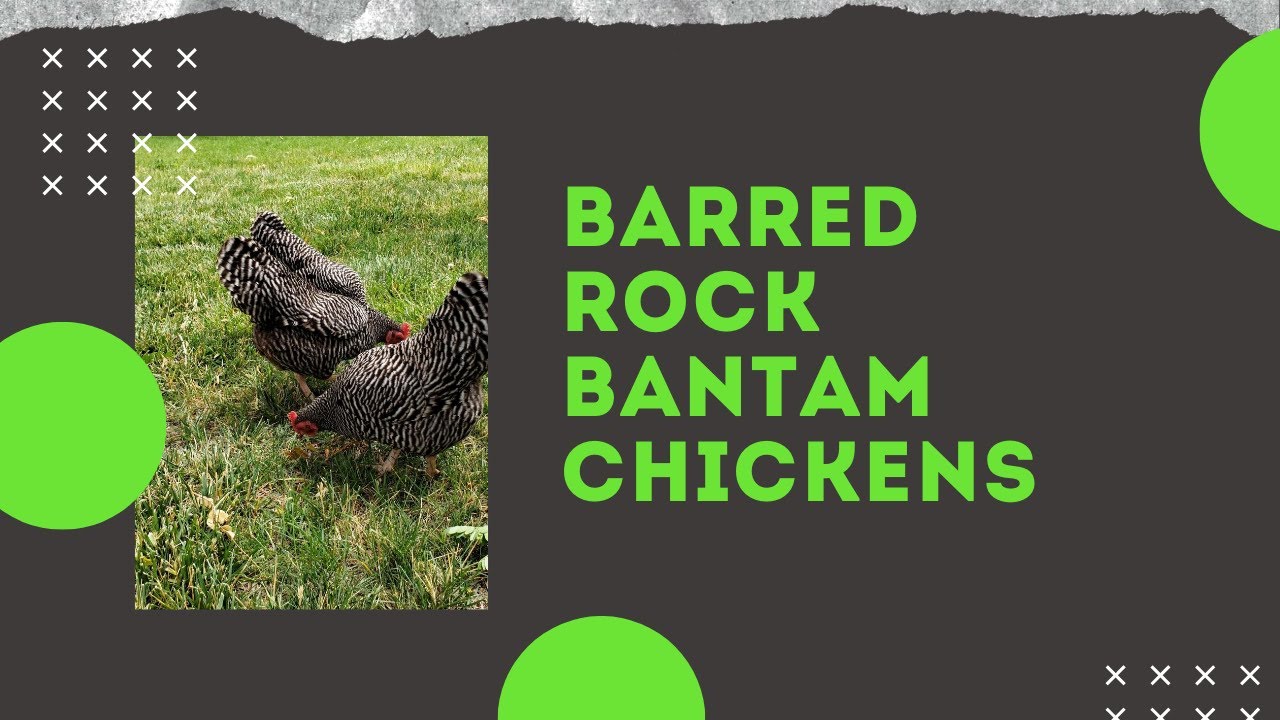 Barred Rock Bantam Chickens Roam The Yard - YouTube