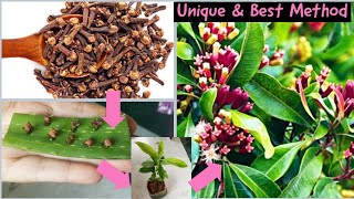 New Idea: How to grow clove plant from cloves with natural rooting hormone|clove plant|Cloves|Laung
