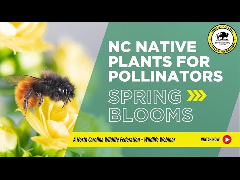North Carolina Native Plants for Pollinators: Spring Blooms - YouTube