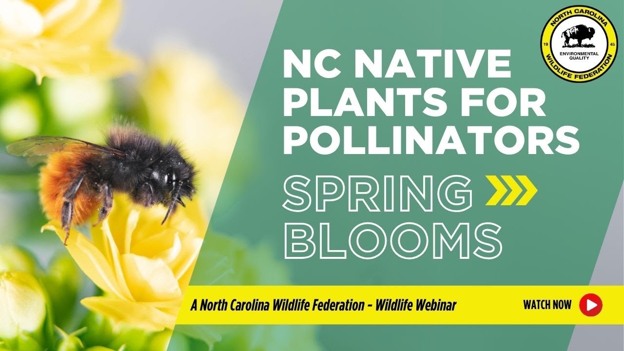 North Carolina Native Plants for Pollinators: Spring Blooms -NCWF - YouTube