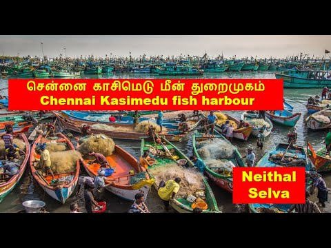 Chennai Kasimedu fish harbour / சென்னை காசிமெடு மீன் துறைமுகம் ...