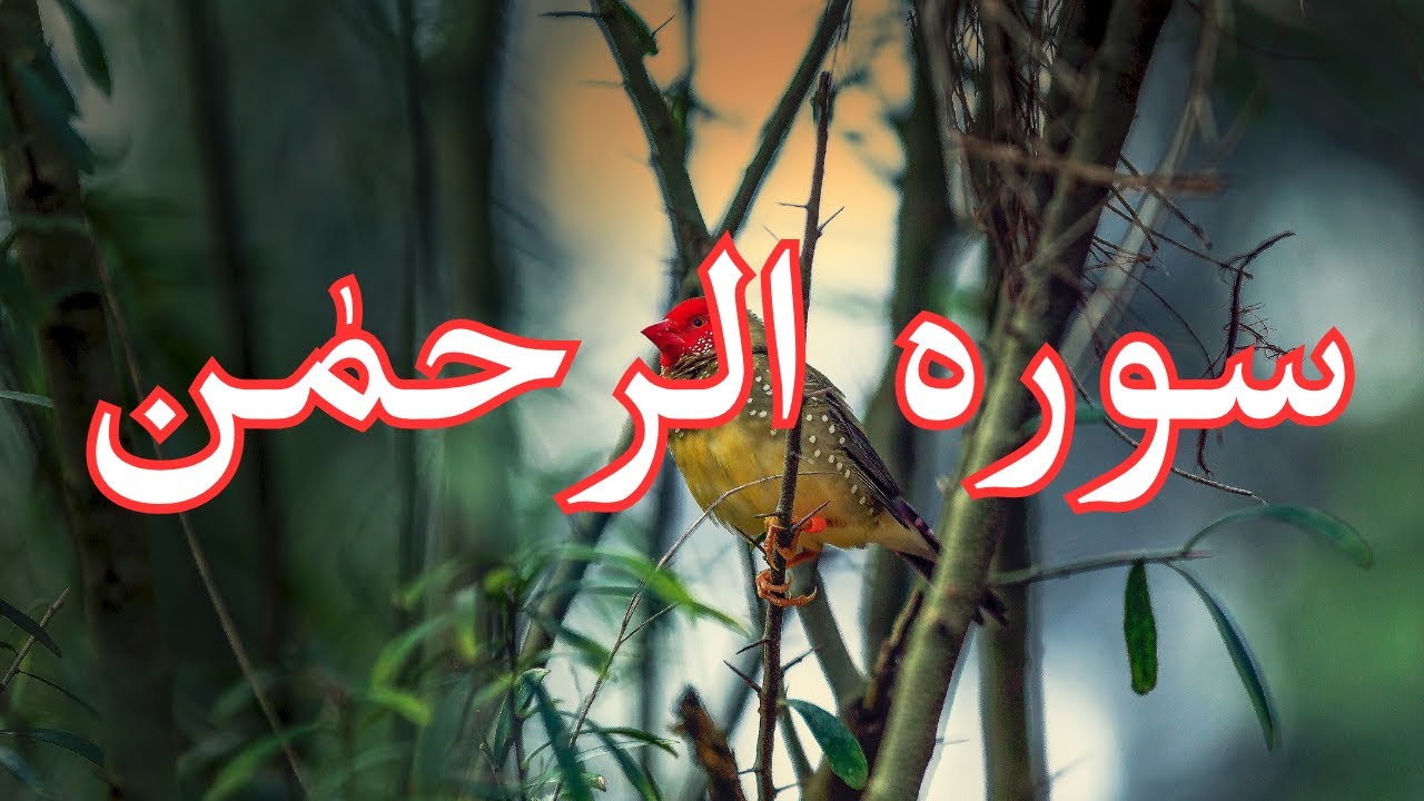 surah rehman | shaikh abdul rehman sudais | surah alrehan - YouTube