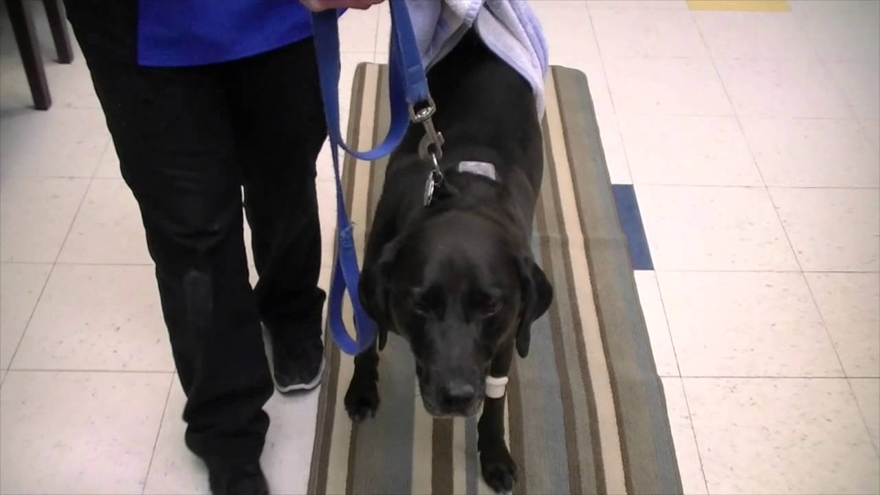 Walking Your Dog Post Op Cranial-Anterior Cranial Cruciate ...