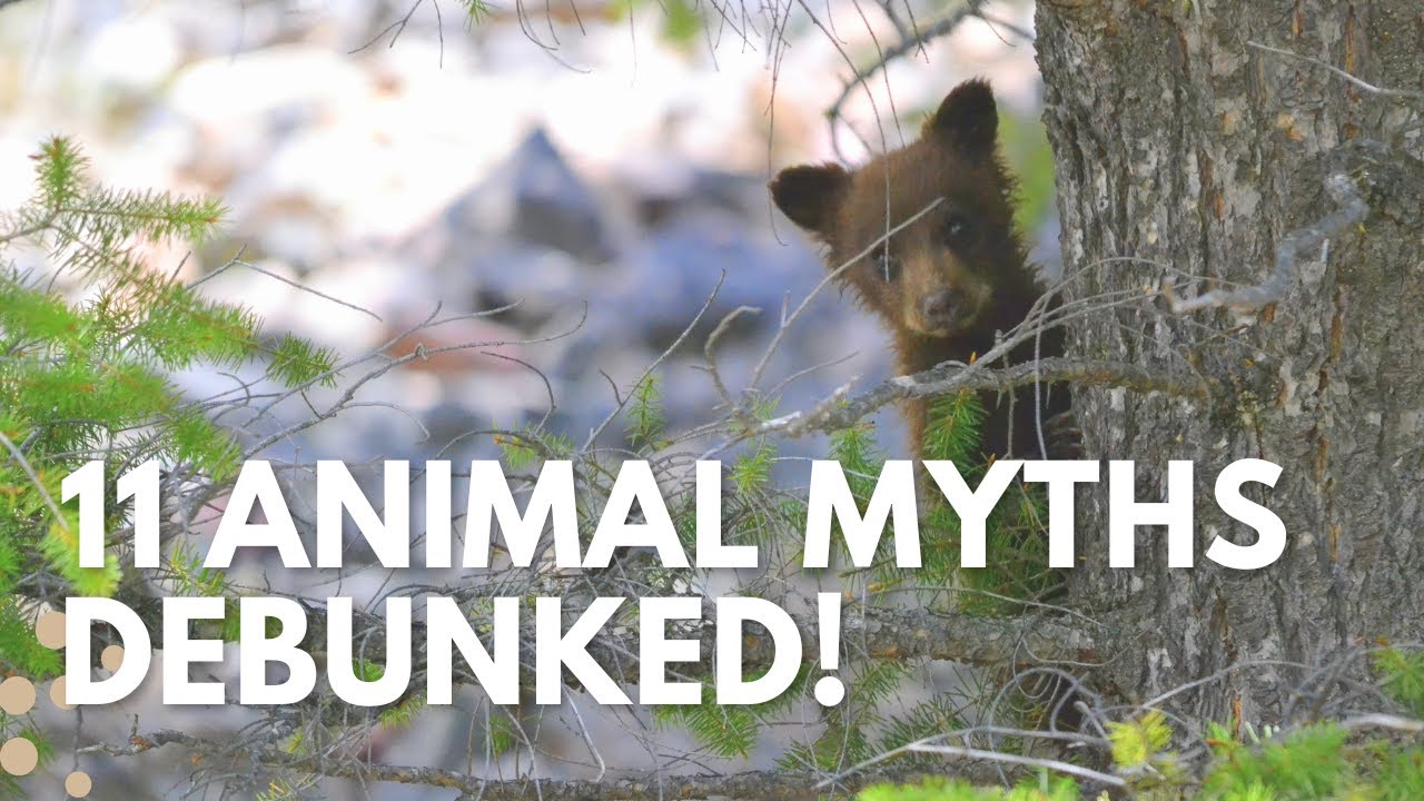 Shocking Truths Revealed: 11 Animal Myths Debunked! #top10 #animalfacts ...