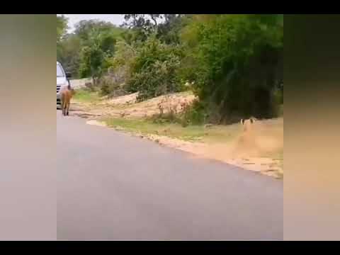 Komik hayvan videoları #1. Funny events that happen to animals. Gülməli videolar, 2020