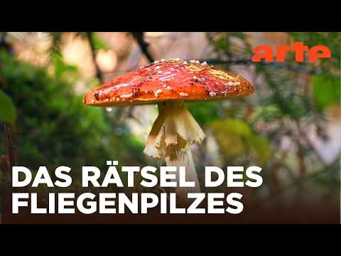 Der Fliegenpilz: Zwischen Mythos und Wissenschaft | Doku HD | ARTE