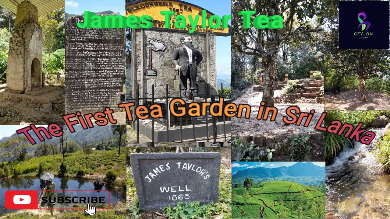 The historical importance of the first Tea plant of Ceylon ලංකාවේ පළමු ...