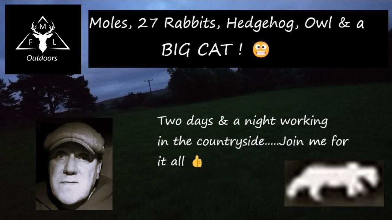 MFL Outdoors - A Big Cat, Moles by day and 27 Rabbits by Night ! - YouTube