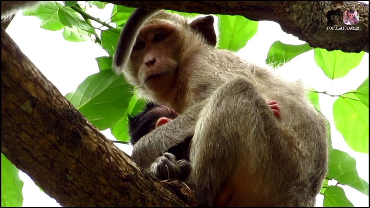 Pity Young Mom Butta Hug Baby Sit On The Tree,And Breastfeeding Baby ...