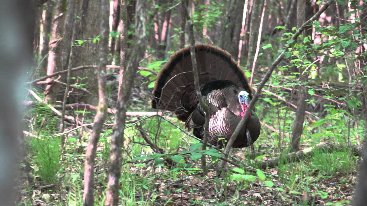 American Strutter - Alabama Hardwood Bottom Turkey Hunt - YouTube