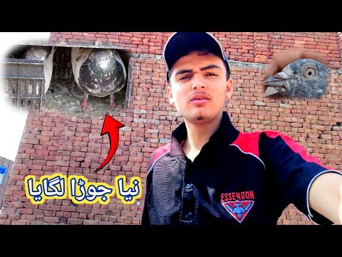 New Pera or baby pigeon gar ka ||` taseen Birds official - YouTube
