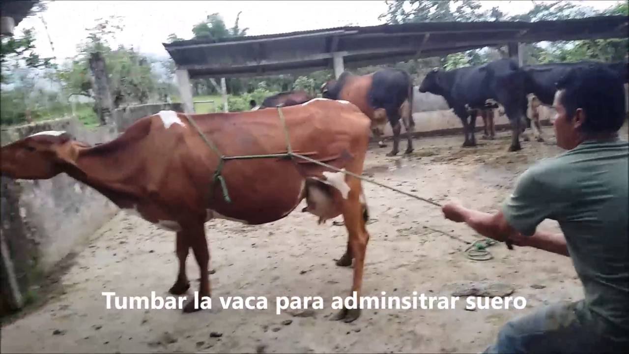 como poner suero a una vaca - YouTube