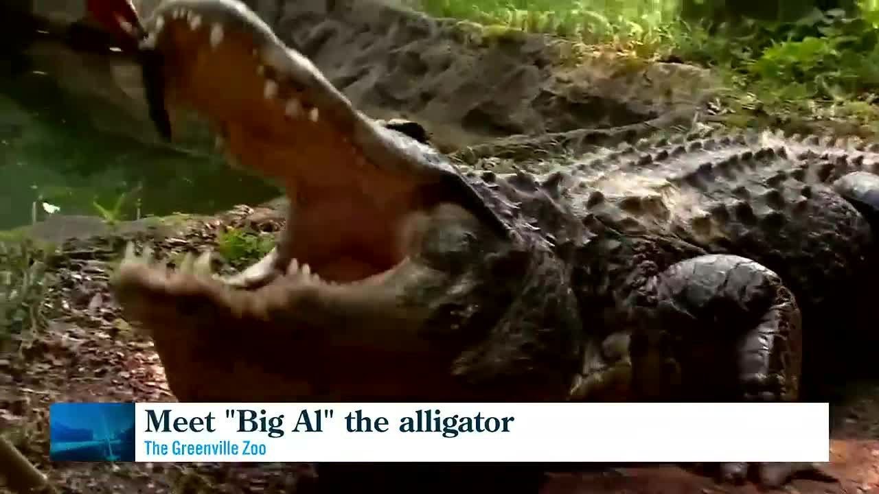 Inside the alligator exhibit at Greenville Zoo - YouTube