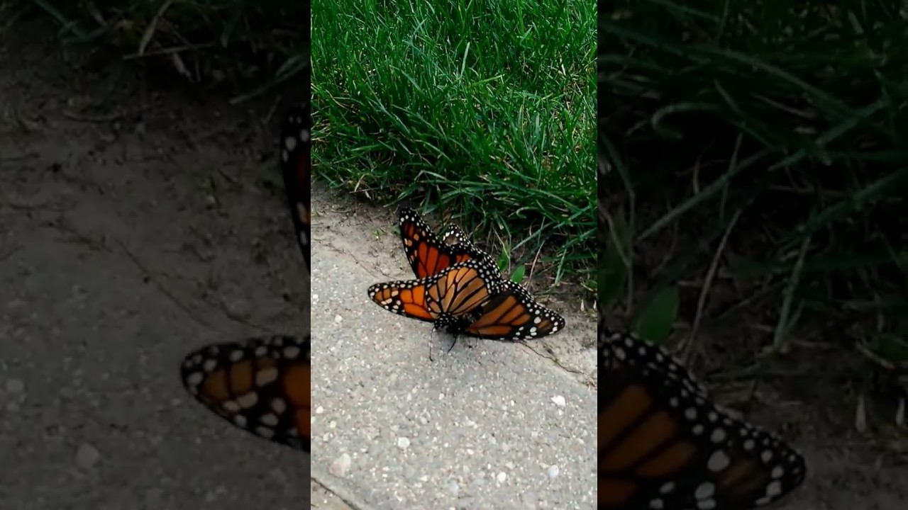Monarch Butterfly Extremely Rare Mating Event Youtube