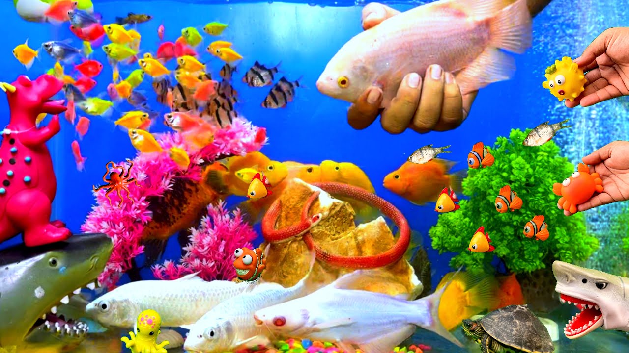 Hamsters, Fish Tank, Cute Pets, Animal, Sharks, Fish Toy, Little Fish ...