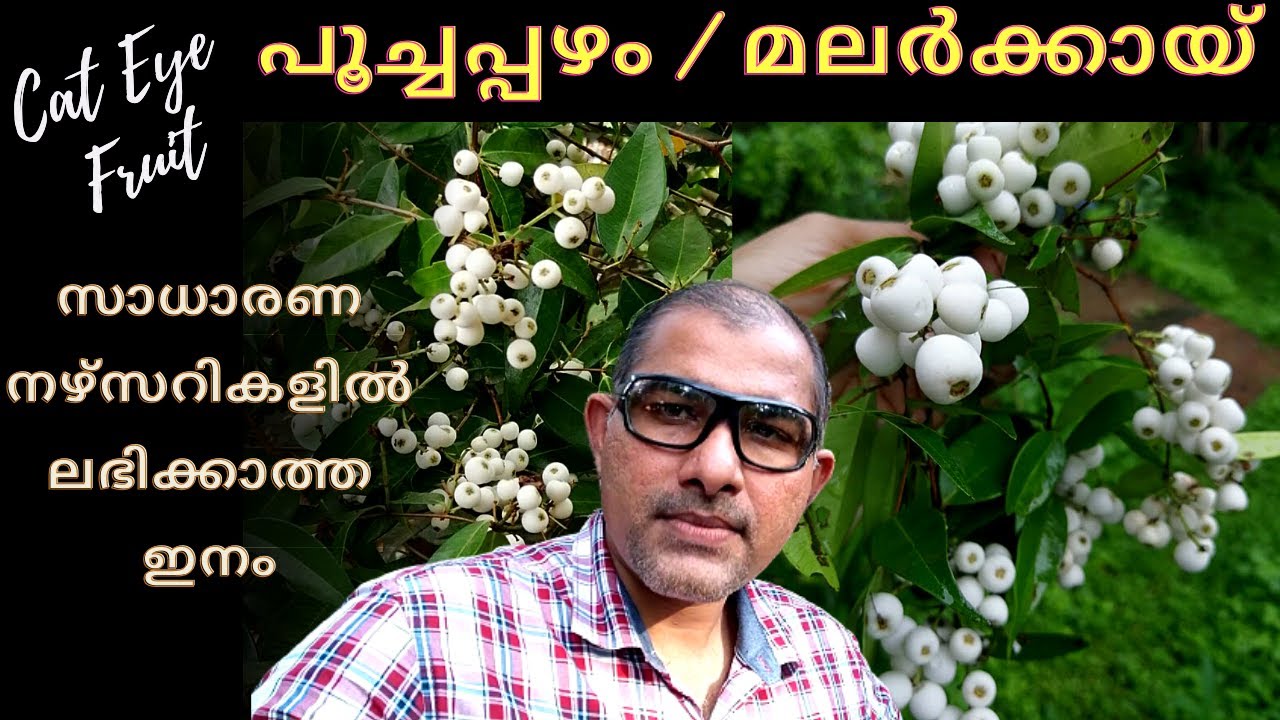 സാധാരണ നഴ്സറികളിൽ ലഭിക്കാത്ത പൂച്ചപ്പഴം Cat Eye Fruit Poochapazham ...