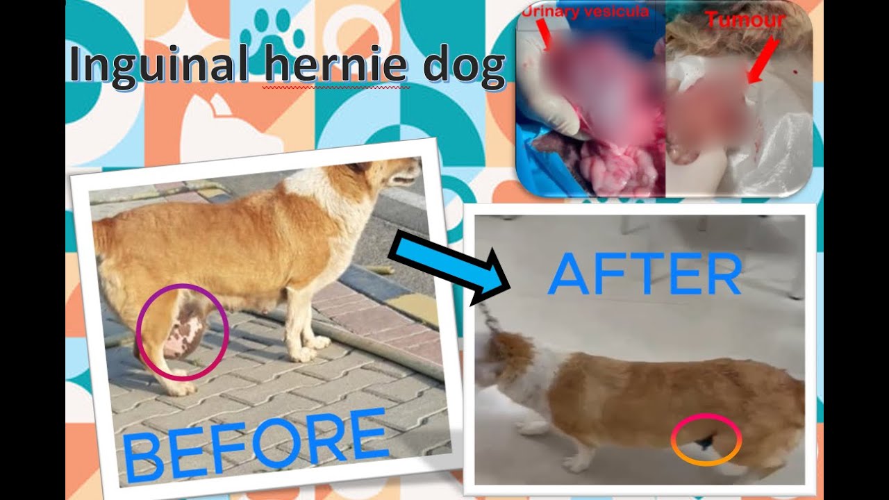 INGUINAL HERNIE DOG (tumour and urinary vesicula) - YouTube