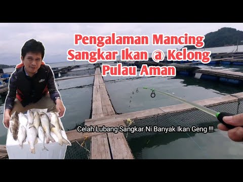 Serangan Senangin Menjelang Malam || Mancing Kelong @ Sangkar Ikan ...