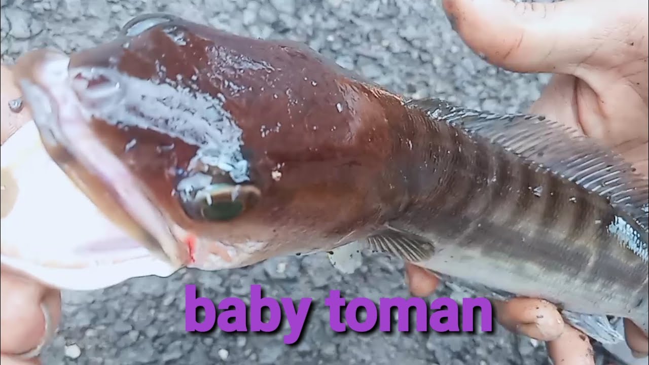 mancing baby toman massse..... - YouTube