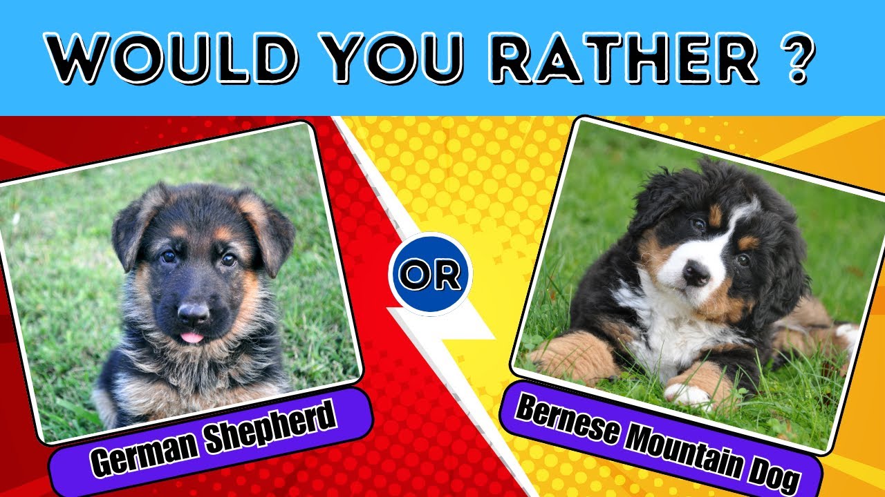 WOULD YOU RATHER ....? DOGS EDITION - YouTube