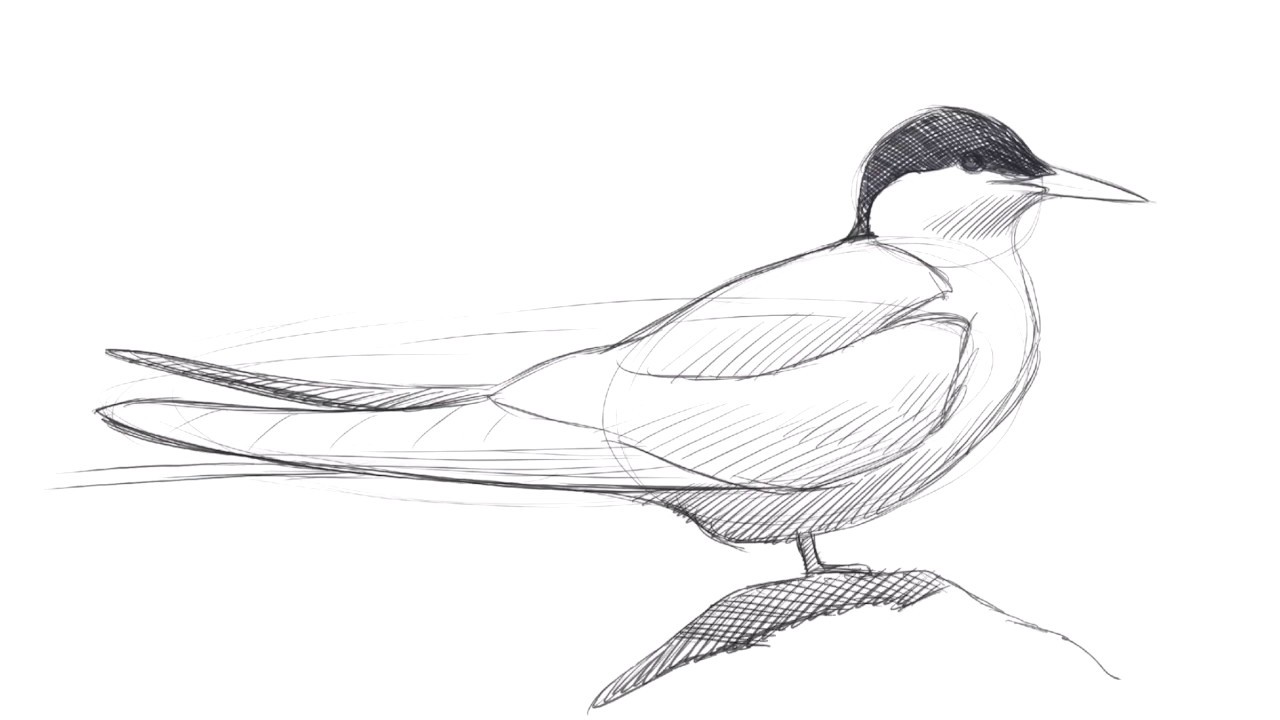 Drawing an Arctic Tern with David Allen Sibley - YouTube