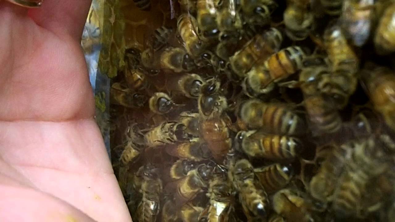 Urban Beekeeping: #41 Queen bee inside the observation hive being fed ...