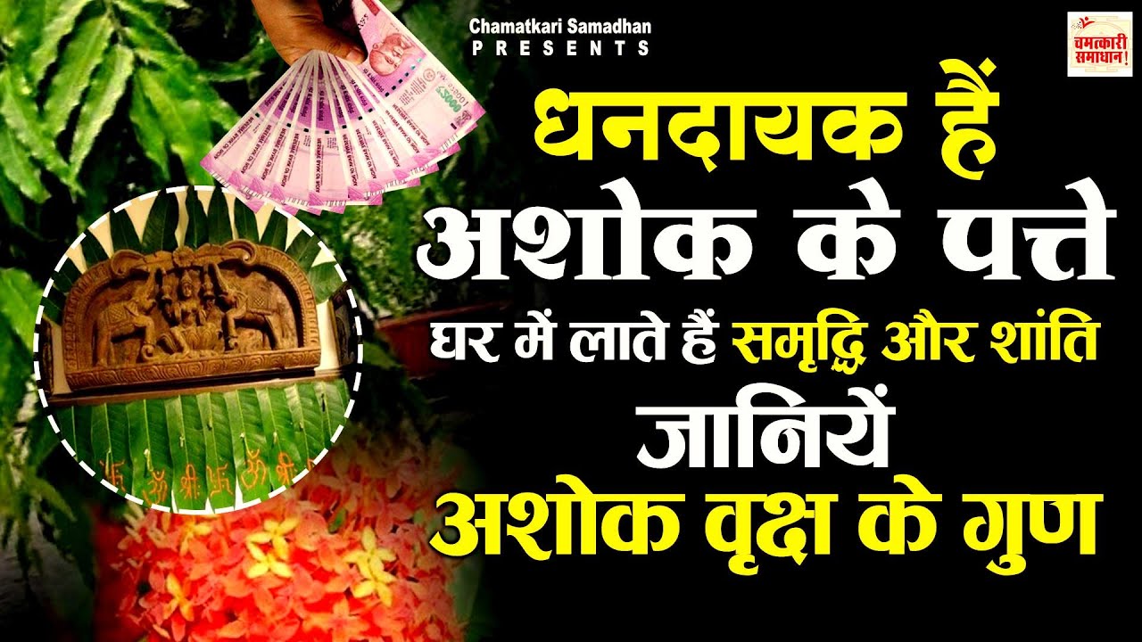 अशोक वृक्ष के चमत्कारी उपाय | Ashok Ke Patte Ke Totke | Ashoka Vriksh ...