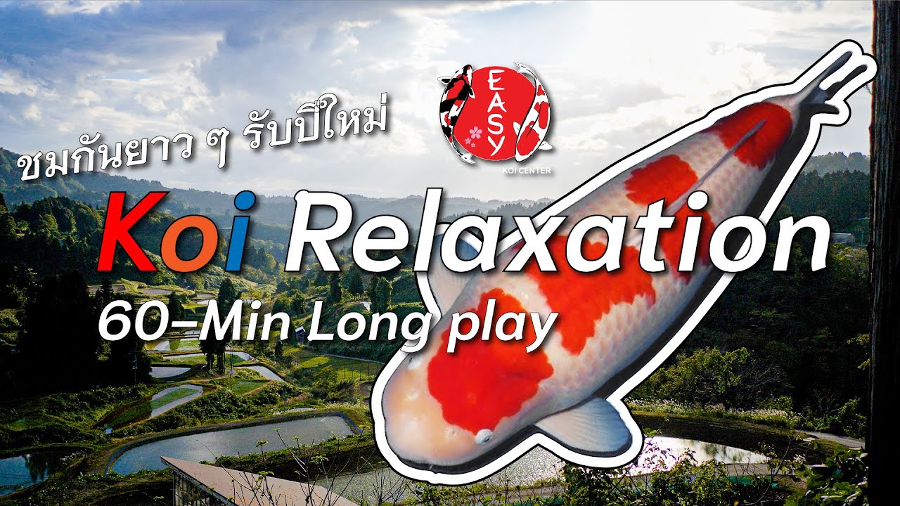 Koi Relaxation 60 minutes long-play of beautiful koi & Niigata scenery ...