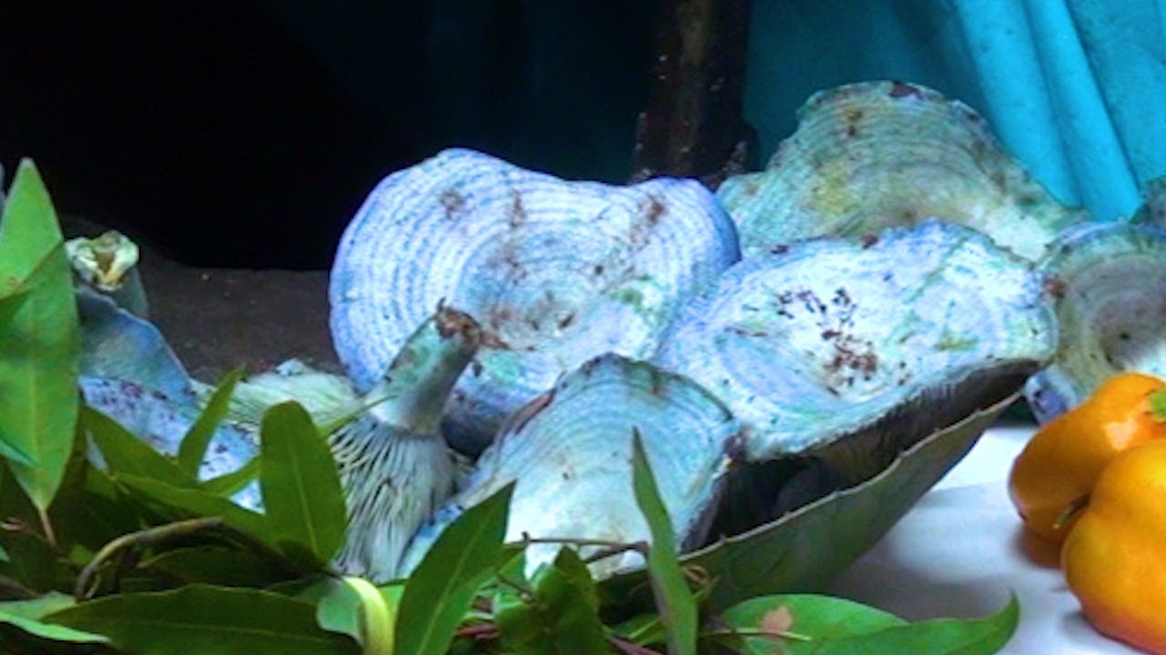 Comestible, colorido y silvestre, así es el hongo azul mexicano - YouTube