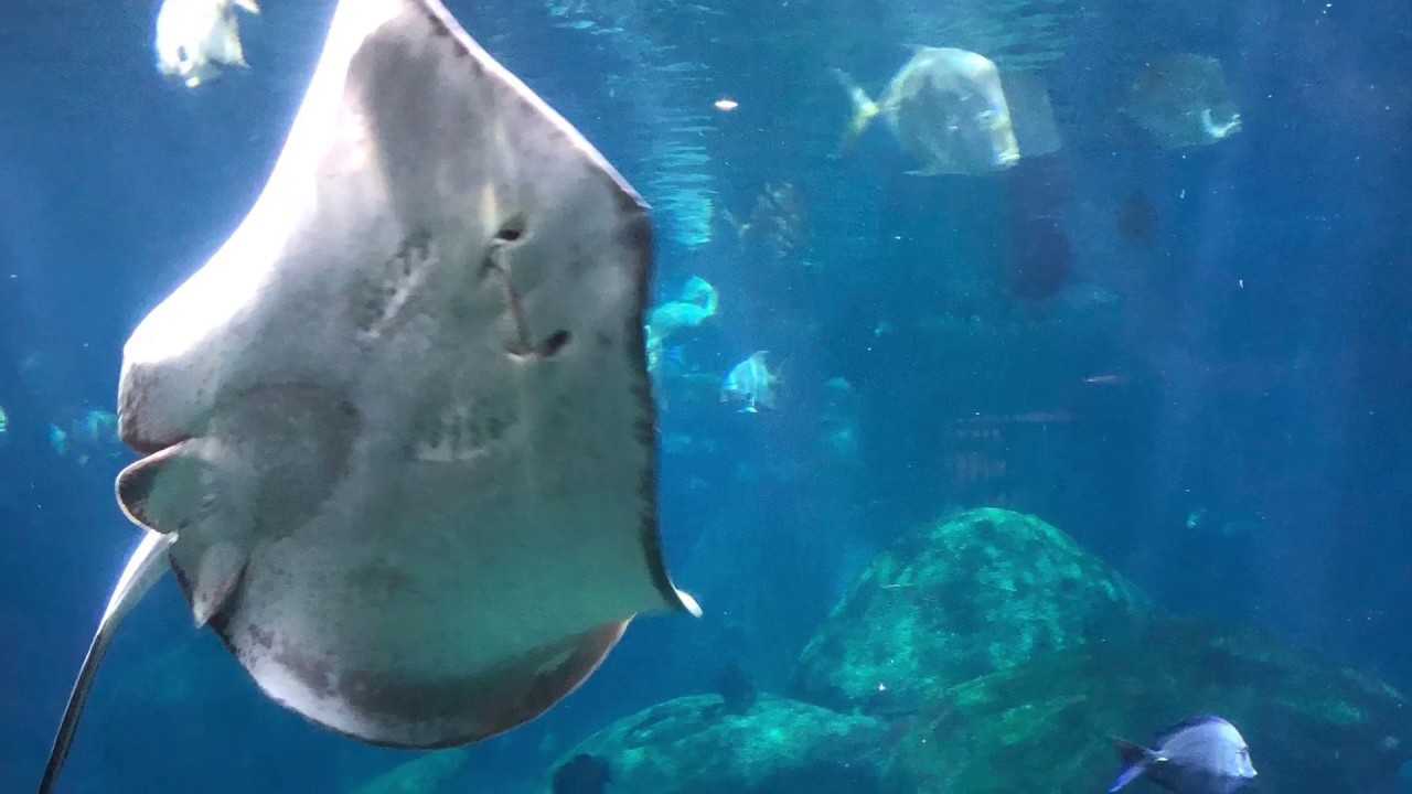 Tennessee Aquarium Ocean and River Journey. - YouTube