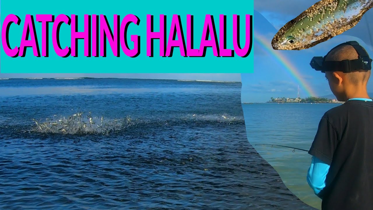 HOW to Catch Halalu (SMALL AKULE) | FISHING at ALA MOANA | Hawaii ...