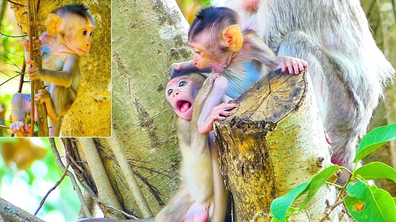 Wow..!! Tiny baby monkey SAM growing up very fast, he is active to ...