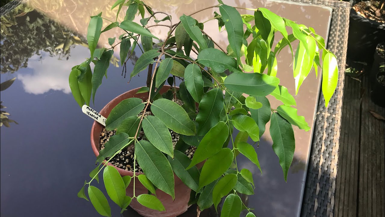 Blue jaboticaba / Myrciaria Vexator summer 2025 update on my young ...