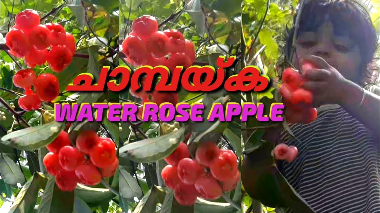 Water rose Apple Cute Baby picking rose Apple Chambaka rose Apple ...
