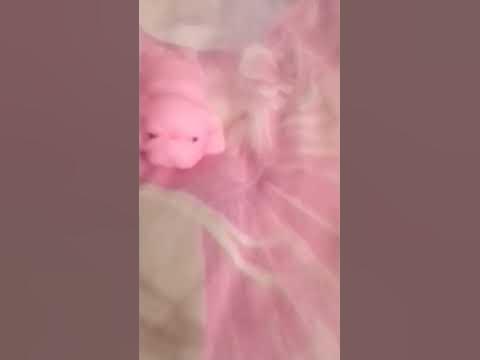 мои собачки сквиши - YouTube