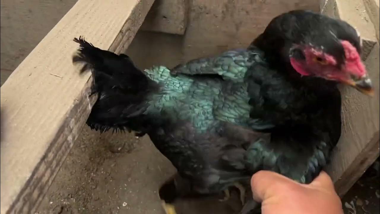 Update poj qaib daug mi nyuav 6-12 2024 - YouTube