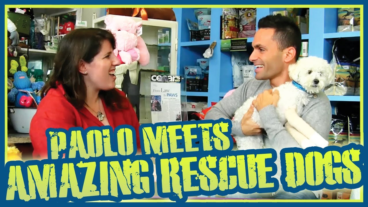 Meet Some Amazing Rescue Dogs & Know How You Can Help Them! - YouTube
